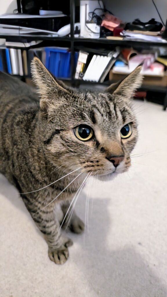 Kitty Client Gallery - Moggy Daycare